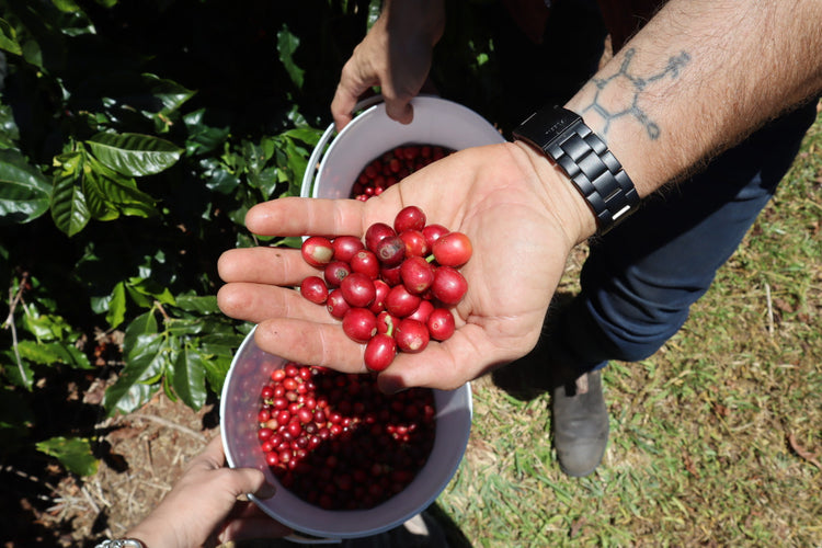 LONG SHOT COFFEE - For people who take their coffee seriously – LONG ...
